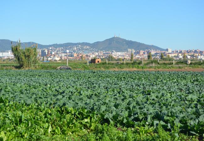 Retos de la agricultura del Baix Llobregat - Institut Agricola